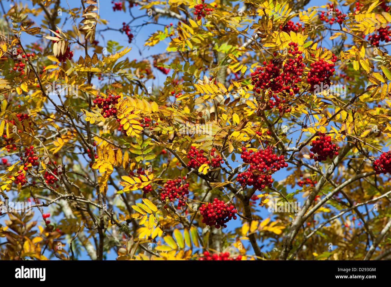 Mountain ash wales hi-res stock photography and images - Alamy