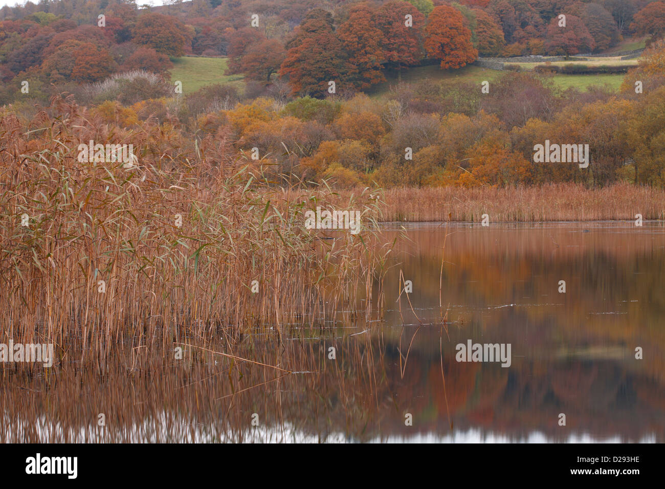 English reeds hi-res stock photography and images - Alamy
