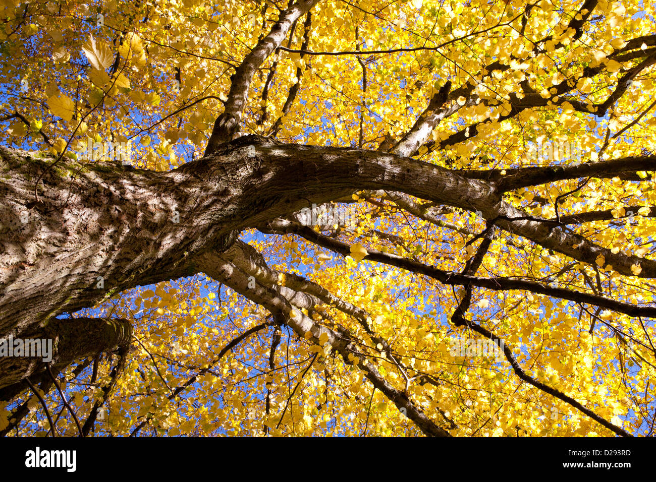 Tilia x europaea hi-res stock photography and images - Alamy
