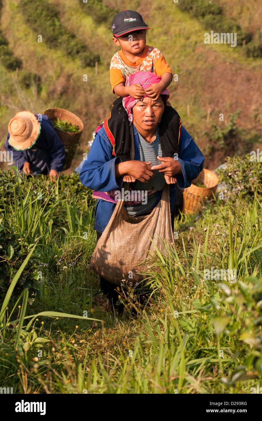 women of the Akha tribe, working in a tea field, in Mae Salong, Chiang ...