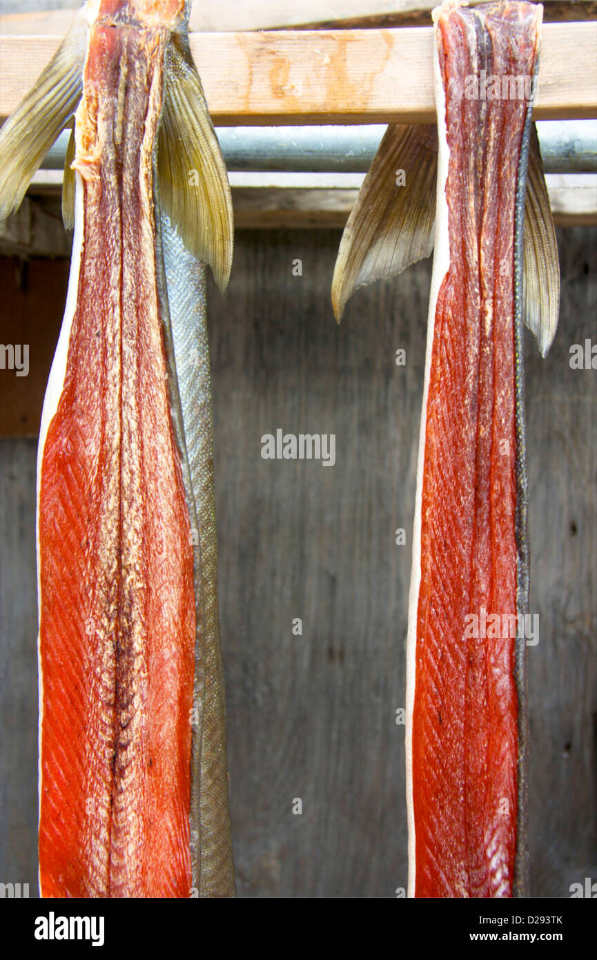 Fish Drying In Inuit Community Of Gjoa Haven, Northwest Passage ...