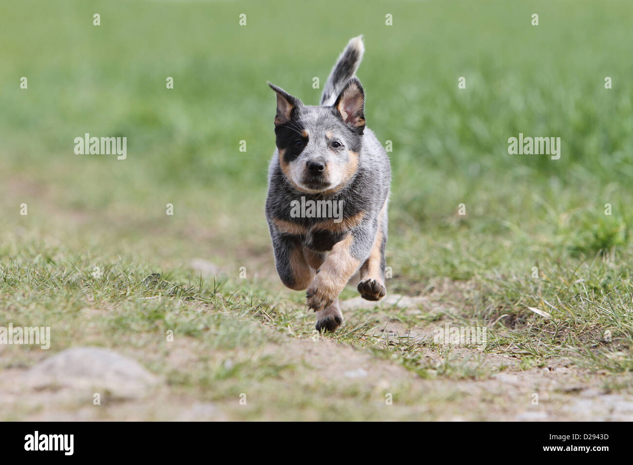 Australian blue heeler dog running hi-res stock photography and images ...