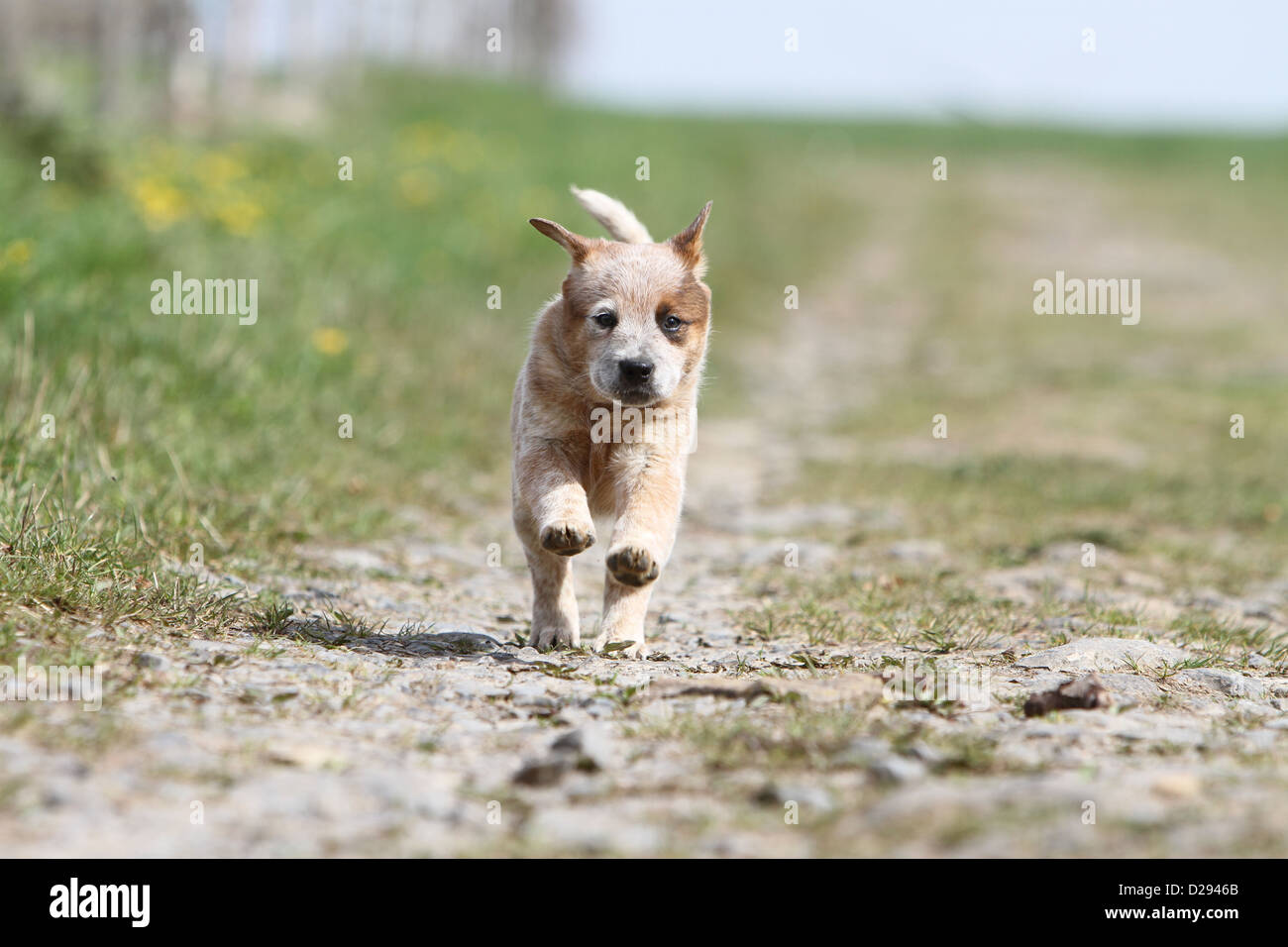 Dog Australian Cattle Dog puppy (Red) running Stock Photo - Alamy