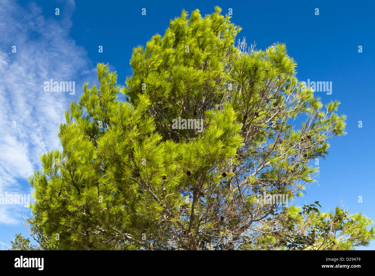 Stem of a stone pine hi-res stock photography and images - Alamy