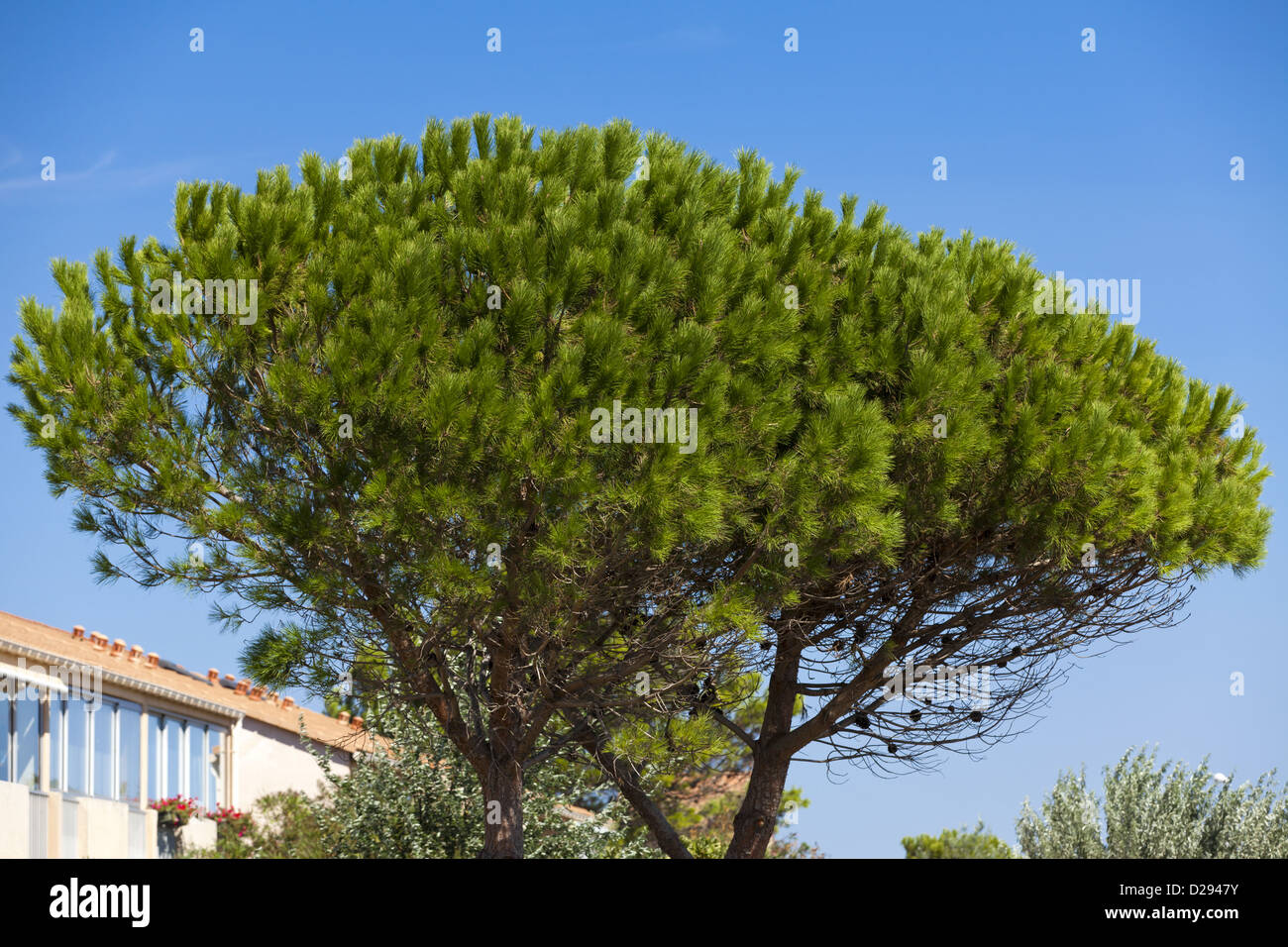 Stem of a stone pine hi-res stock photography and images - Alamy