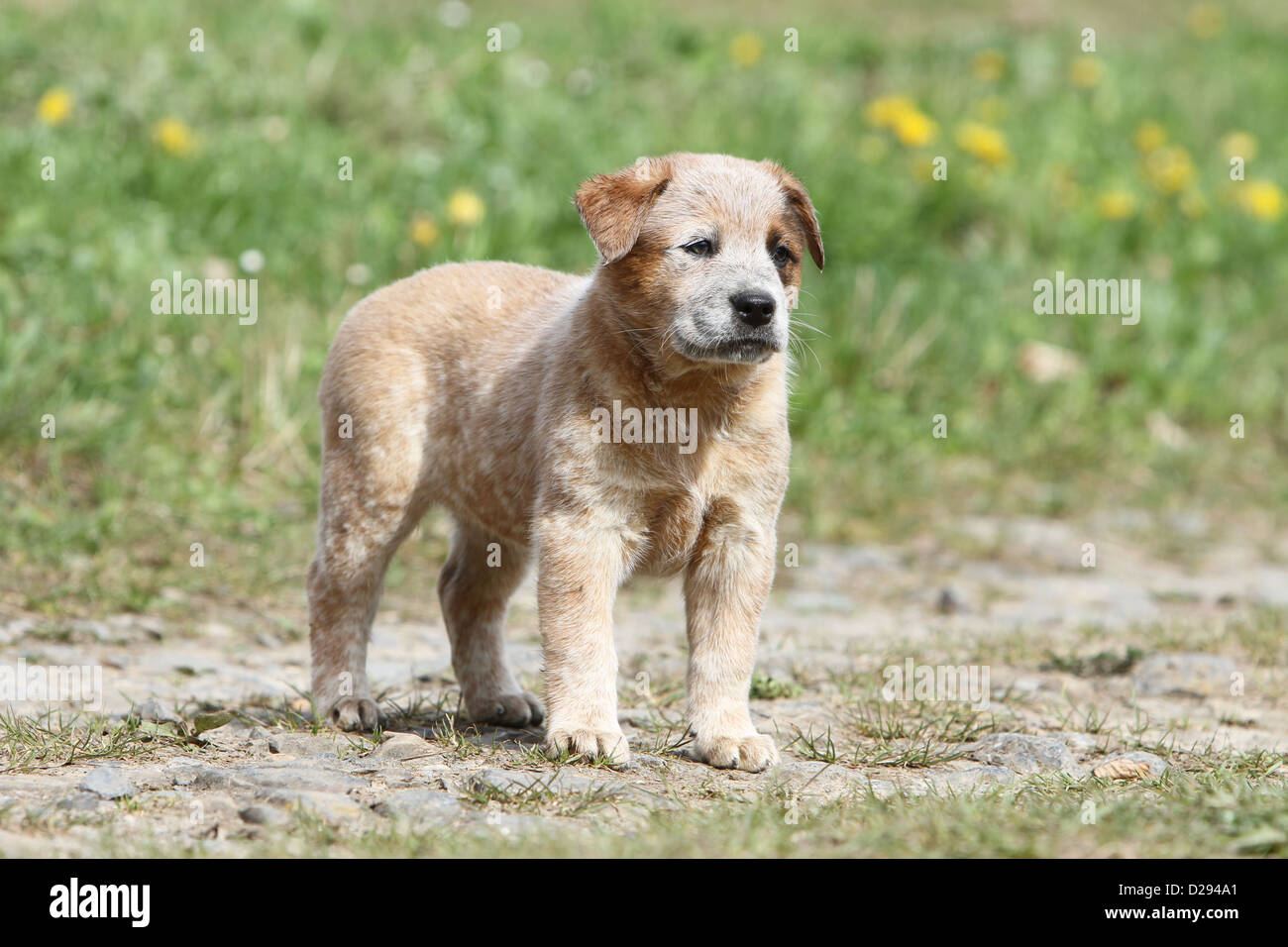Dog Australian Cattle Dog puppy (Red) standing in a meadow Stock Photo ...