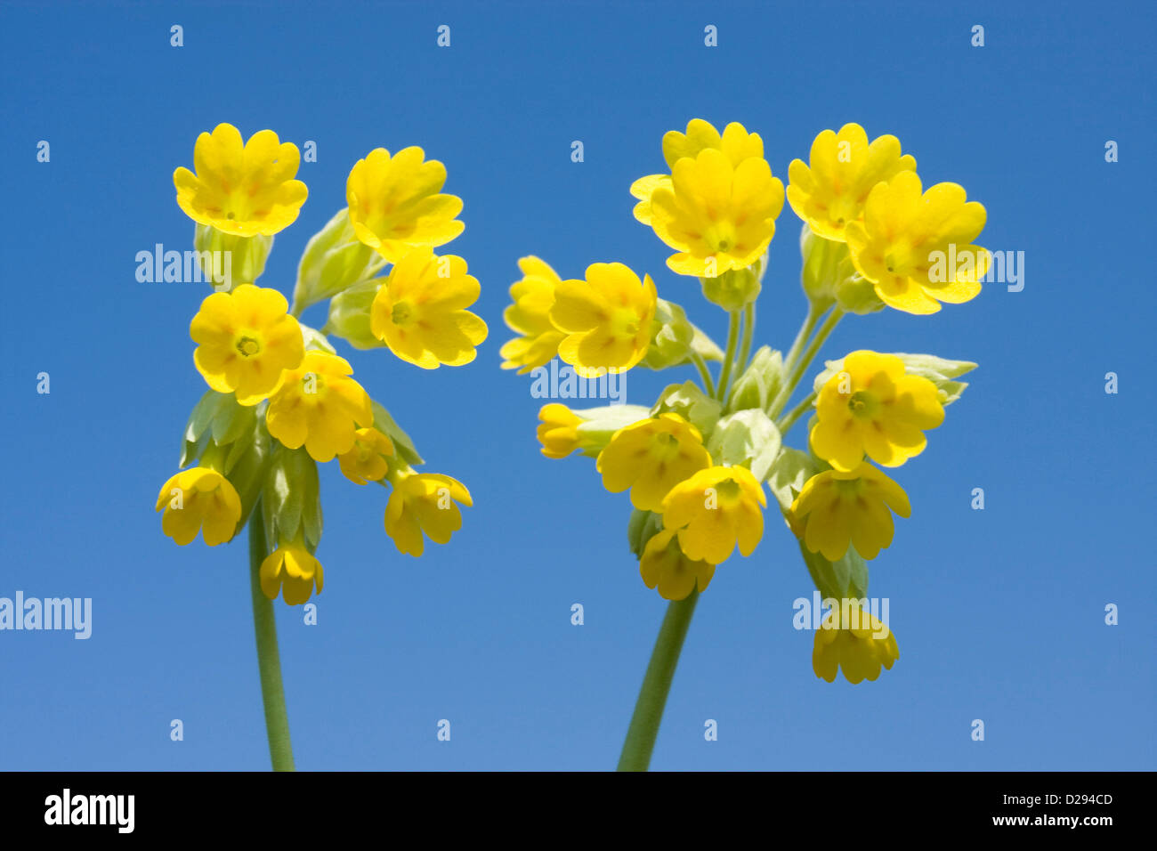 Paigle prímula hi-res stock photography and images - Alamy
