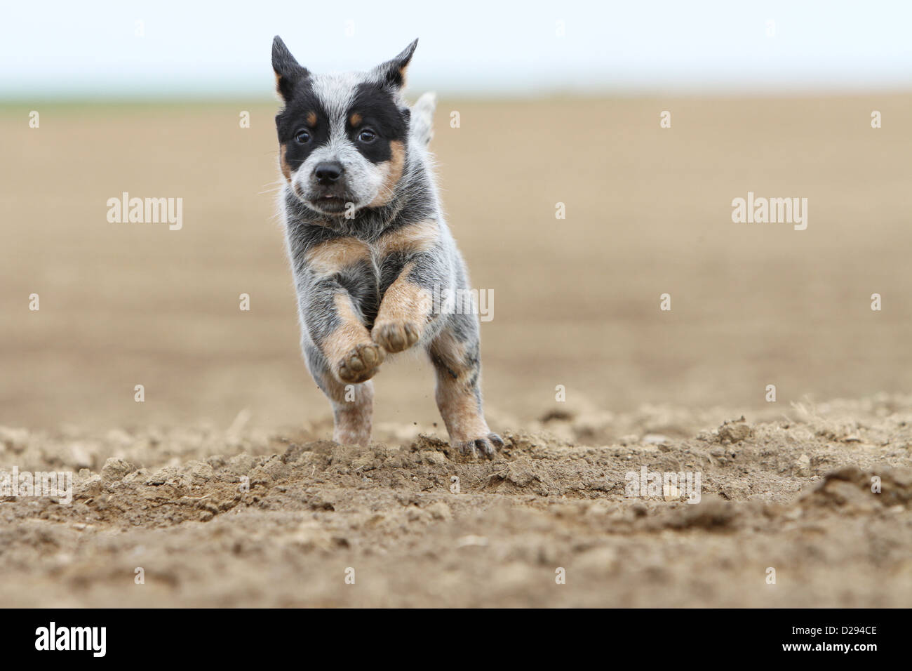 Dog Australian Cattle Dog puppy (Blue) running in a field Stock Photo ...