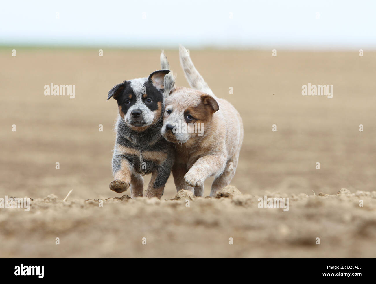 Two Puppies Together