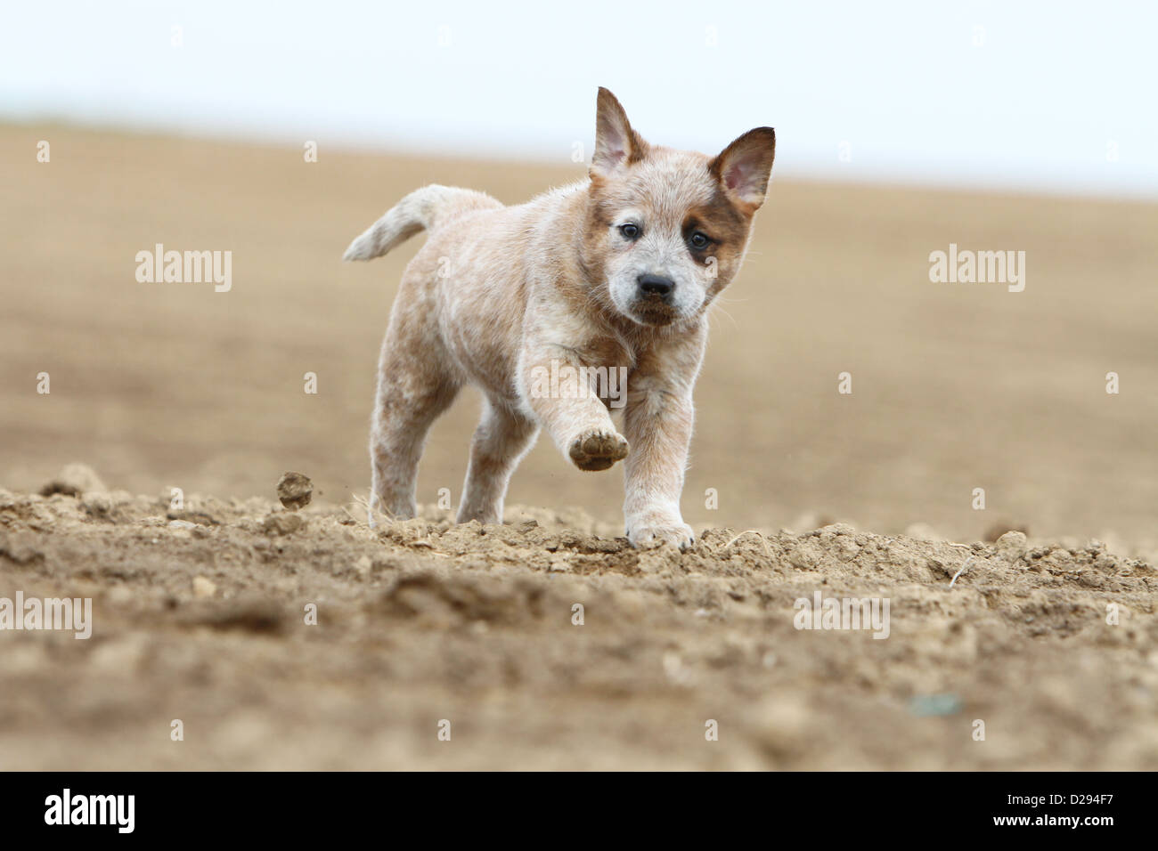 Australian cattle dog running in hi-res stock photography and images ...