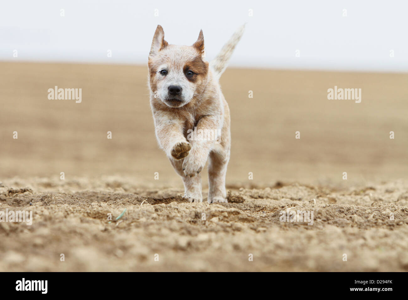 Australian cattle dog running in hi-res stock photography and images ...