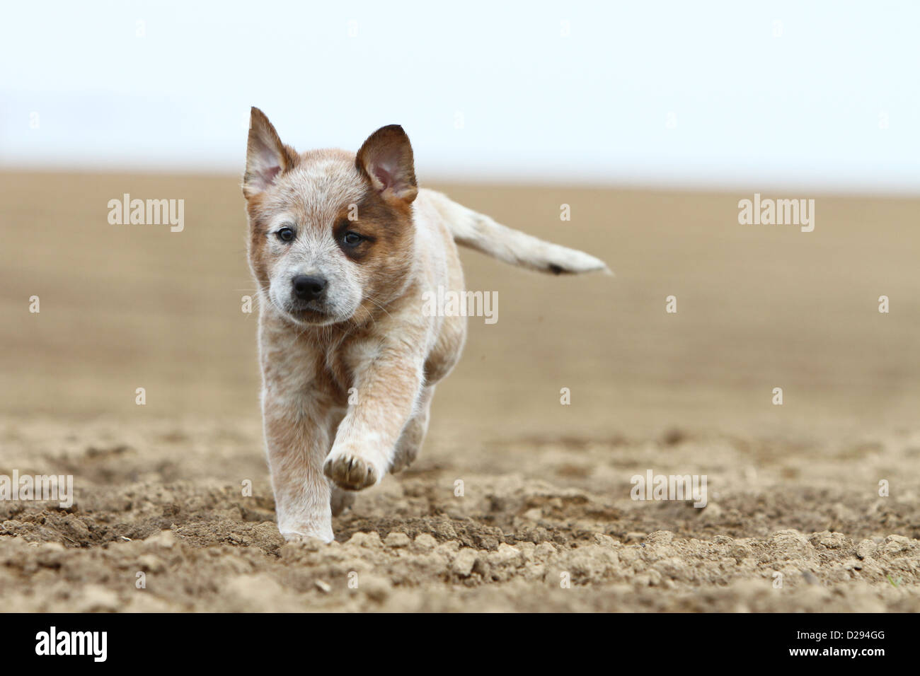 Dog Australian Cattle Dog puppy (Red) running in a field Stock Photo ...