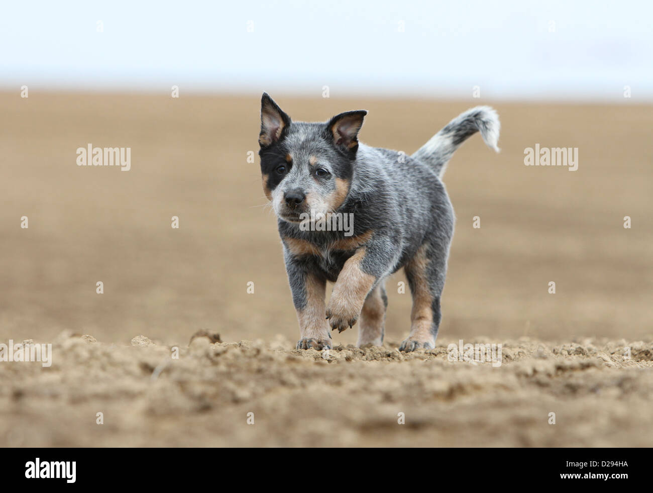 Australian blue heeler dog running hi-res stock photography and images ...