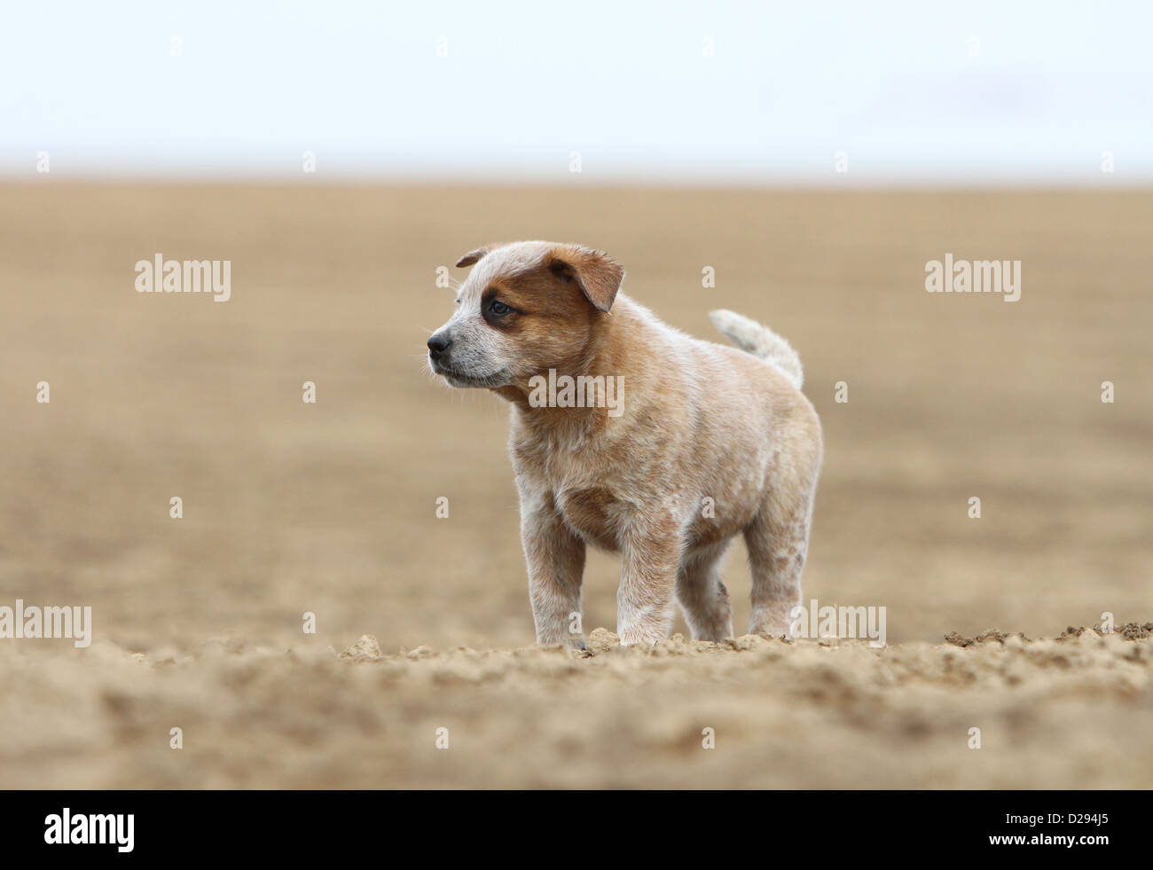 Dog Australian Cattle Dog puppy (Red) standing in a field Stock Photo ...