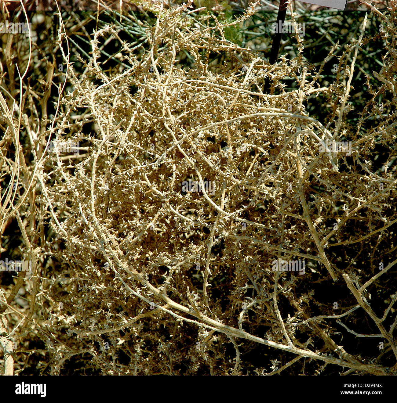 Idria columnaris, Boojum Tree Stock Photo - Alamy