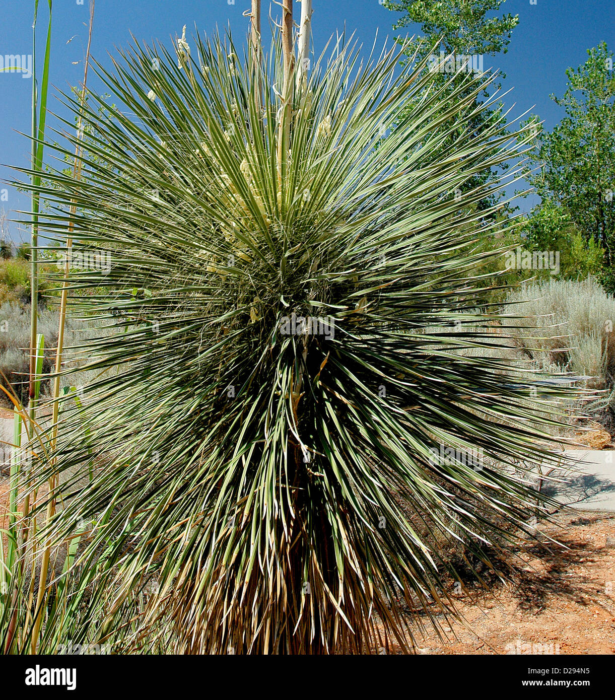 Yucca schottii, Schott's yucca Stock Photo - Alamy