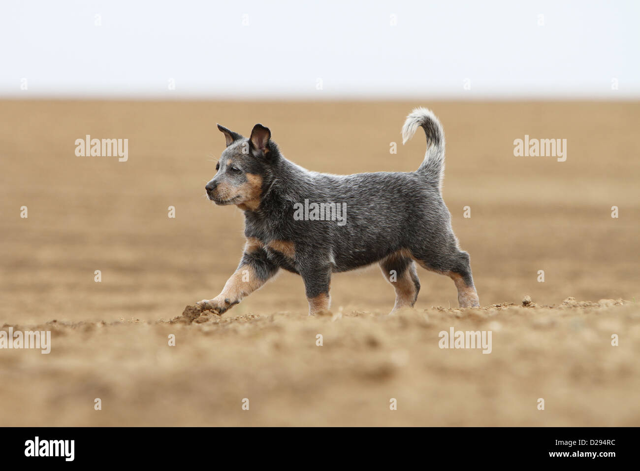 Australian blue heeler dog running hi-res stock photography and images ...