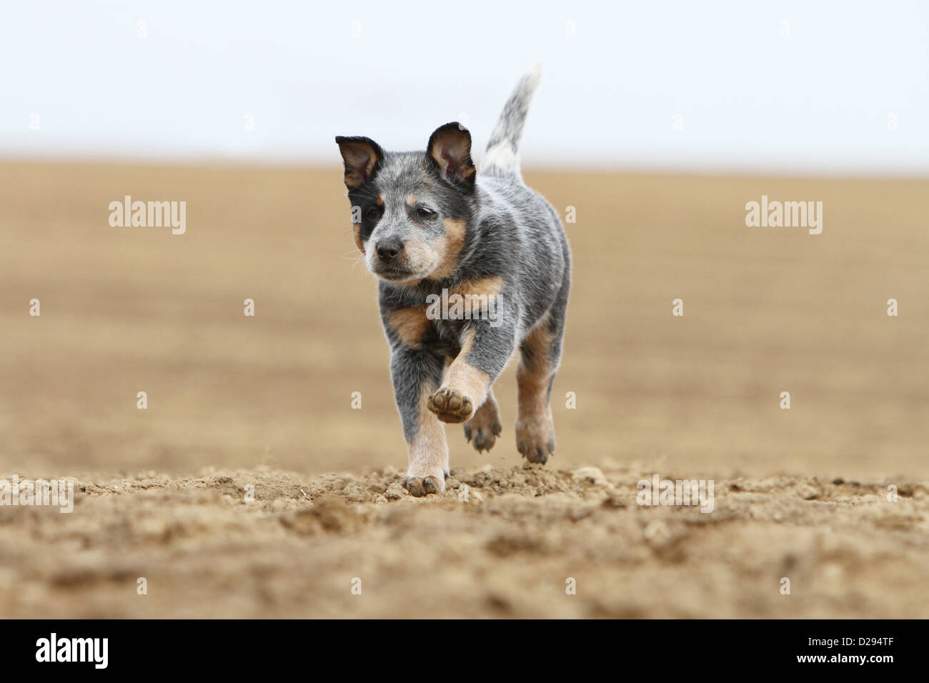Australian cattle dog running in hi-res stock photography and images ...