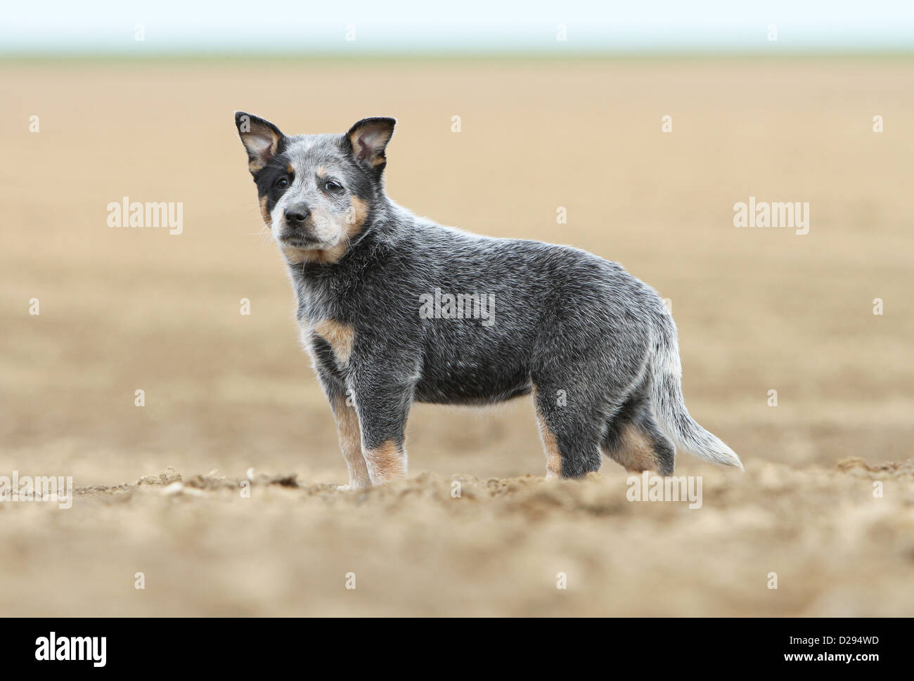Dog Australian Cattle Dog puppy (Blue) standing profile Stock Photo - Alamy
