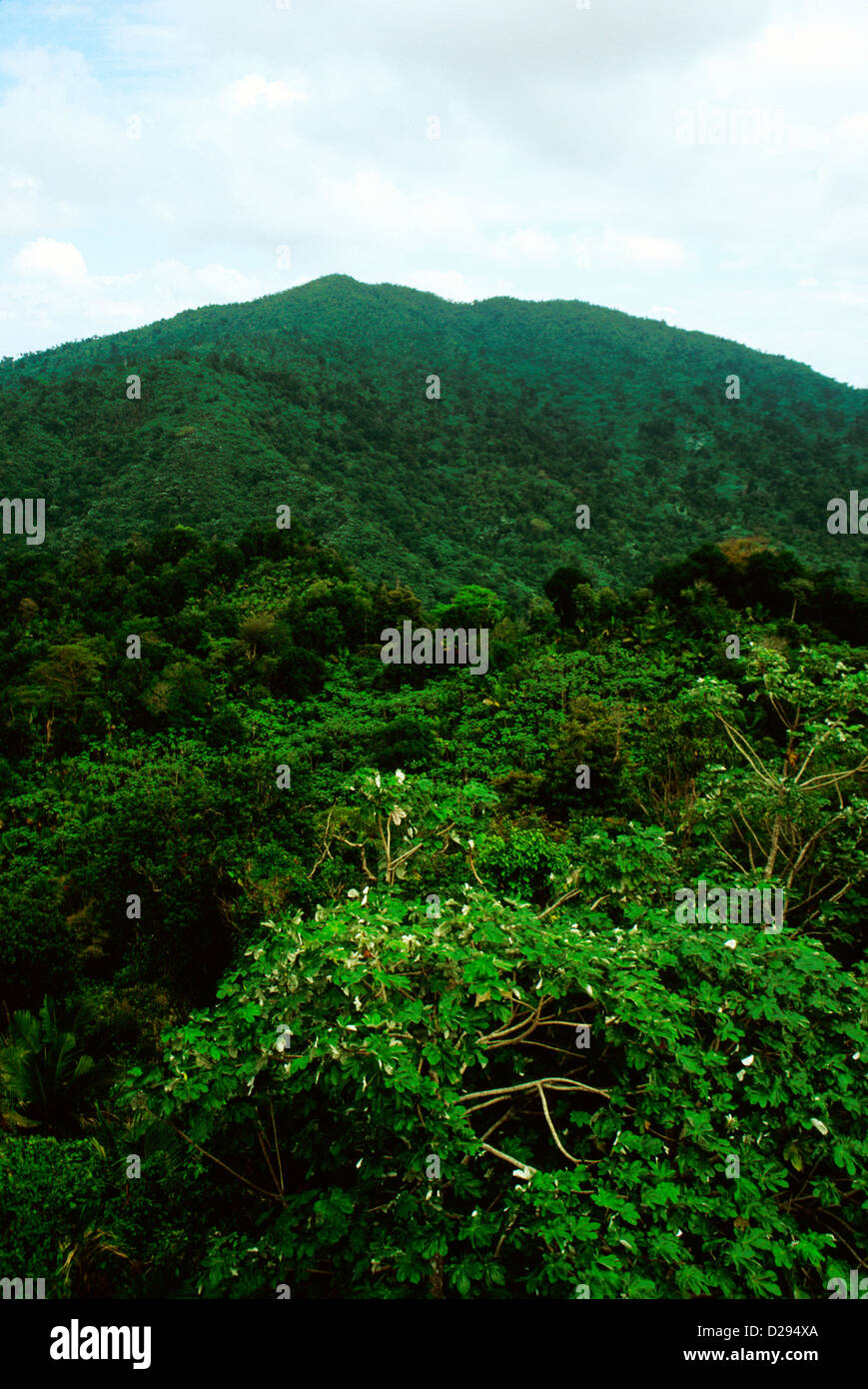 Puerto rico overview of rainforest hi-res stock photography and images ...
