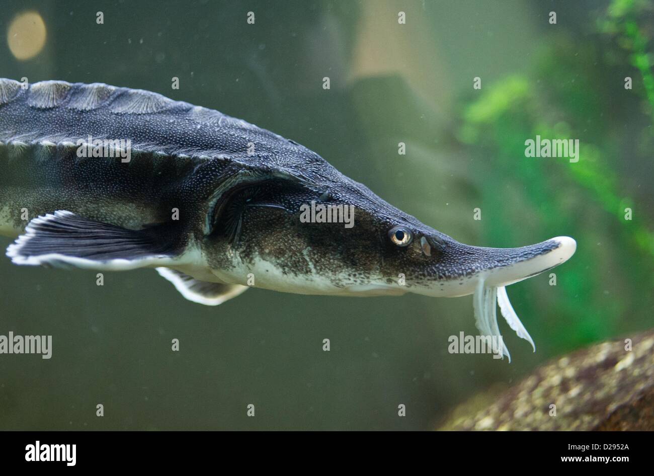 A sturgeon swims in an aquarium at an sturgeon exhibition in Wendisch ...