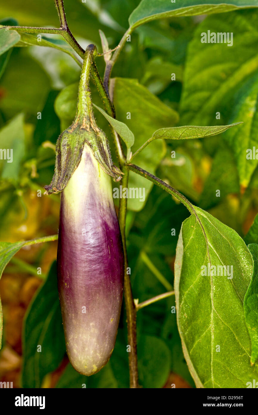Aubergine vegetable in the garden Stock Photo - Alamy