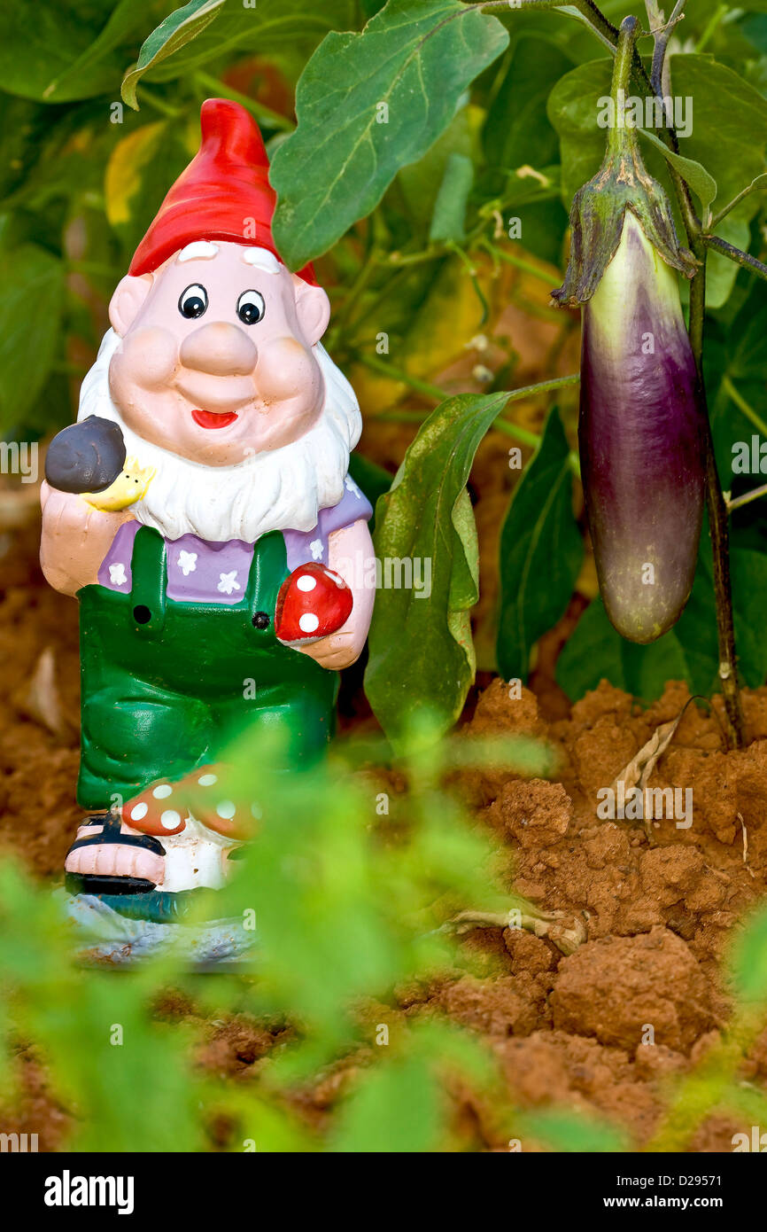 Aubergine plant and the garden gnom Stock Photo - Alamy