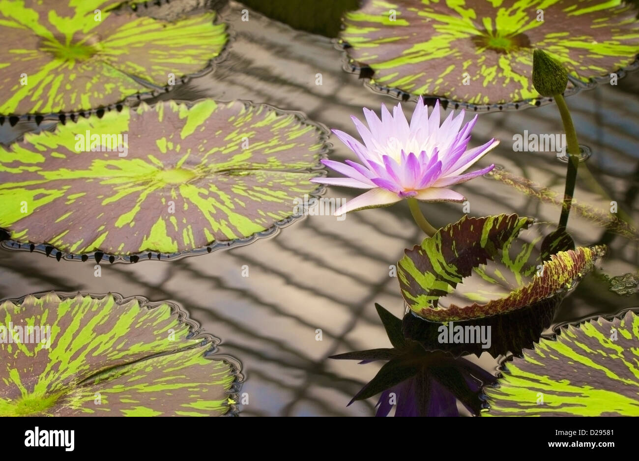 Foxfire hi-res stock photography and images - Alamy