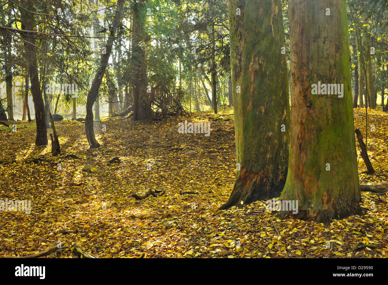 autumn in forest Stock Photo - Alamy