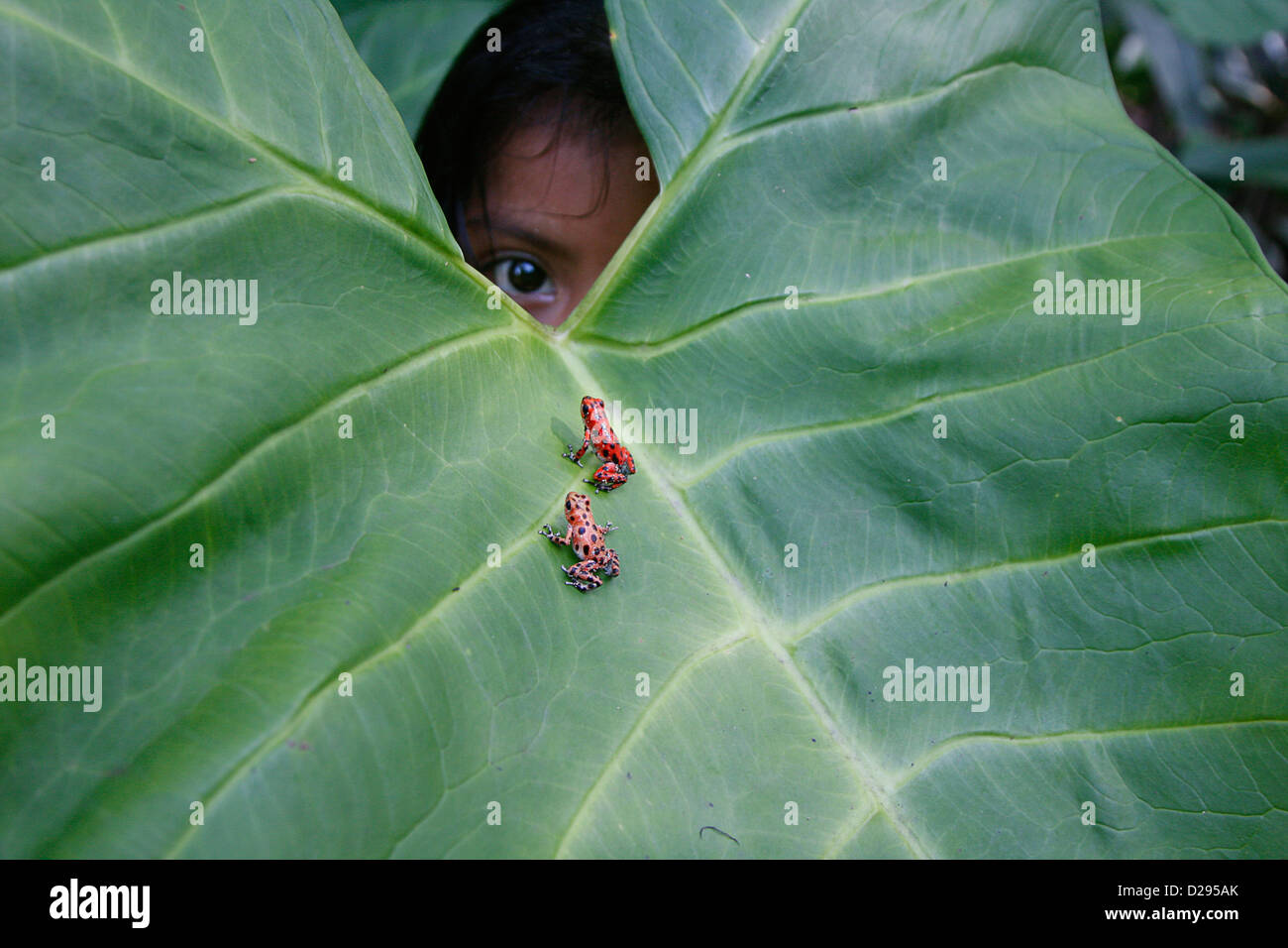The mini frog hi-res stock photography and images - Alamy