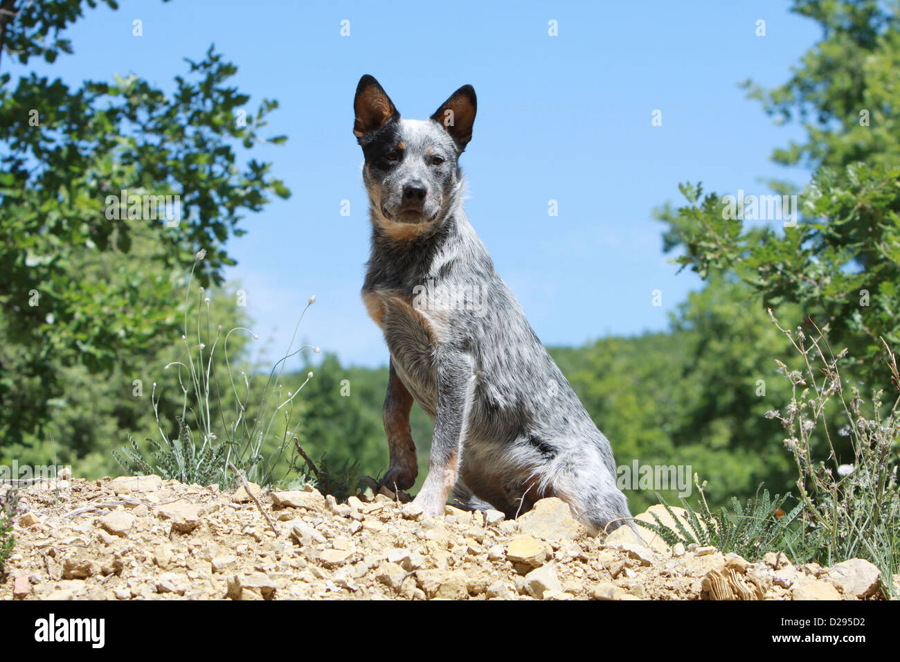 Dog Australian Cattle Dog adult (blue) sitting on the ground Stock ...