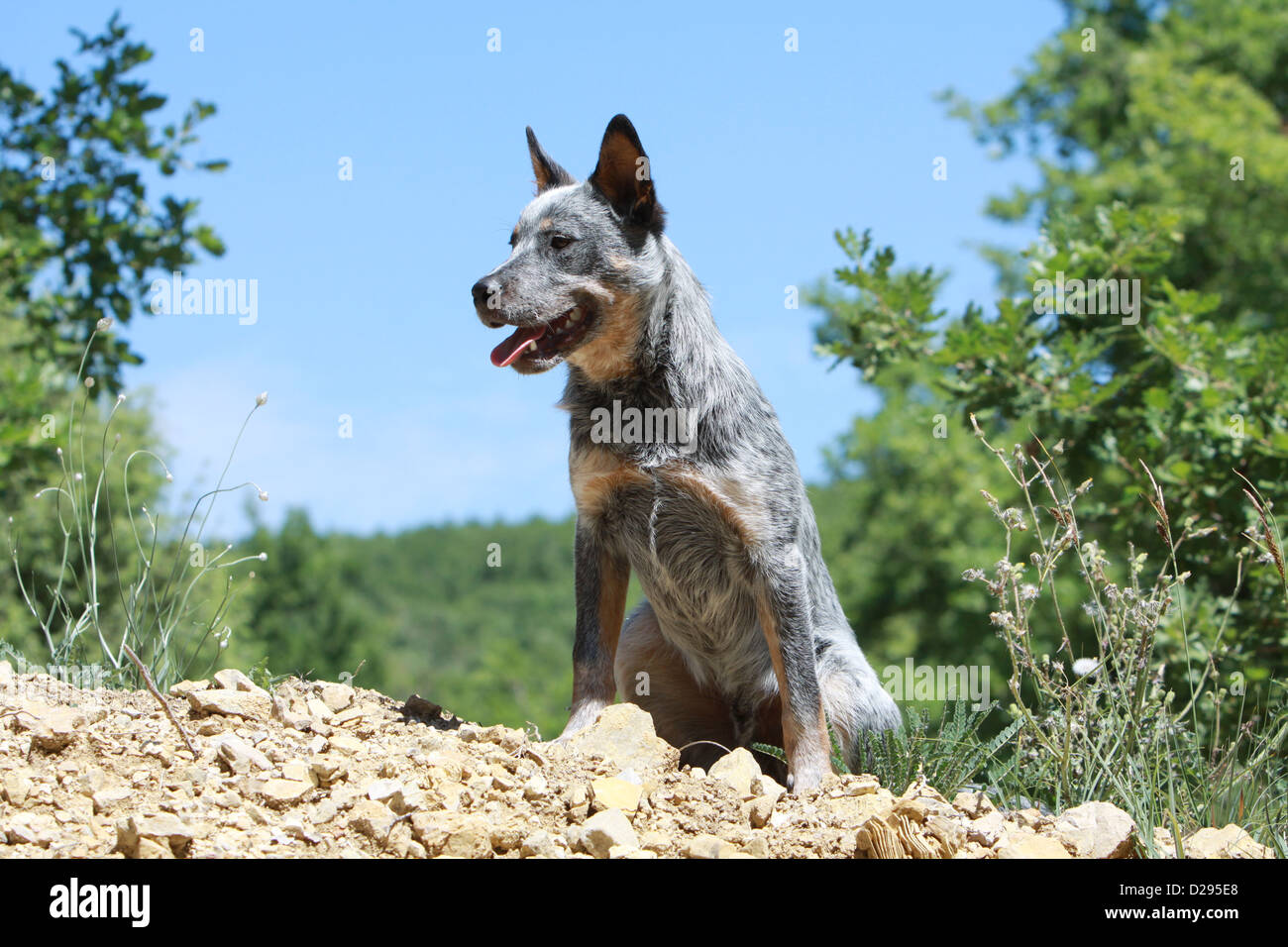 Dog Australian Cattle Dog adult (blue) sitting on the ground Stock ...