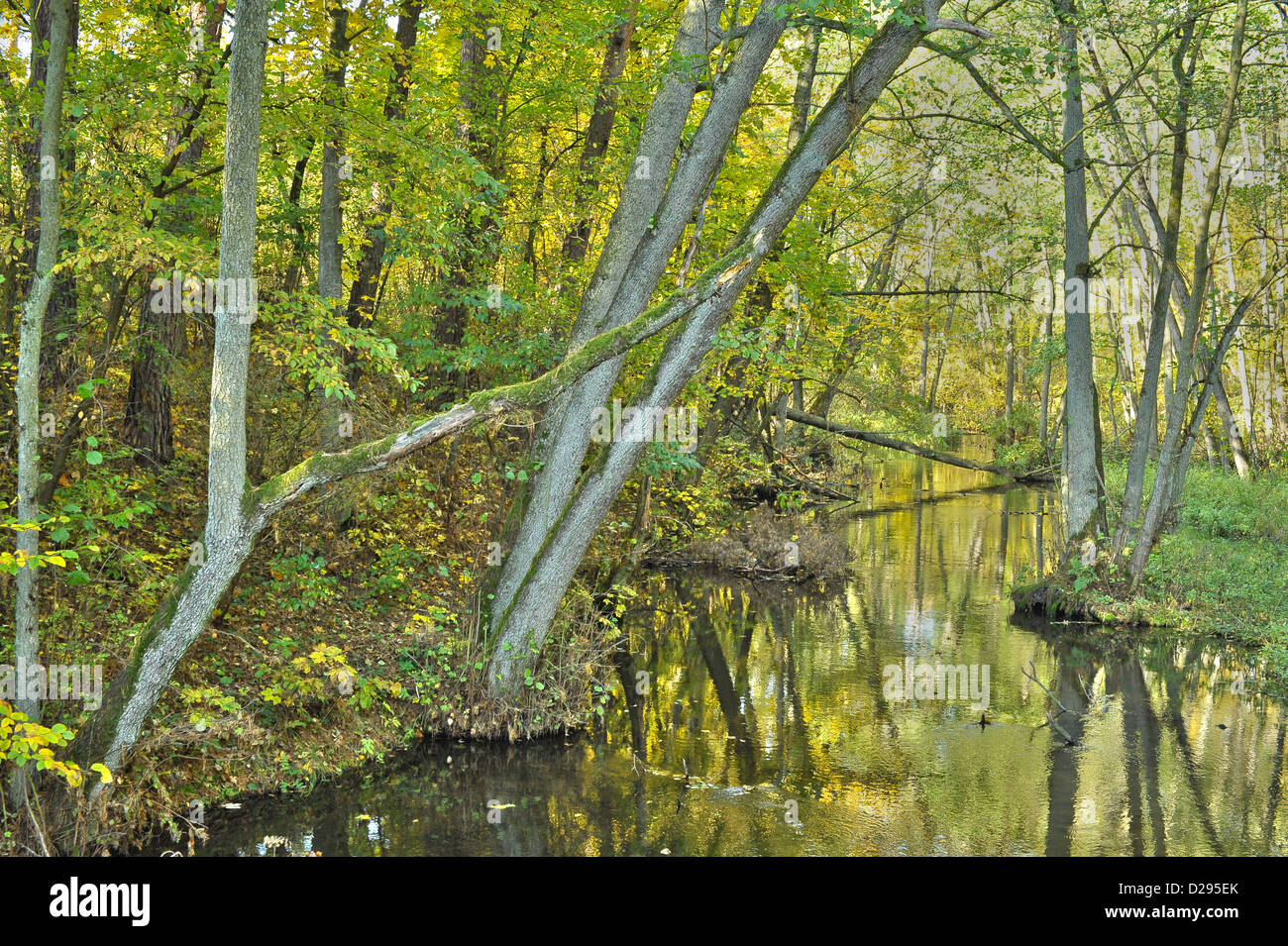 wild forest and river Stock Photo - Alamy