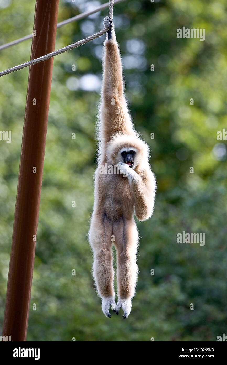 Hanging white handed Gibbon Stock Photo - Alamy