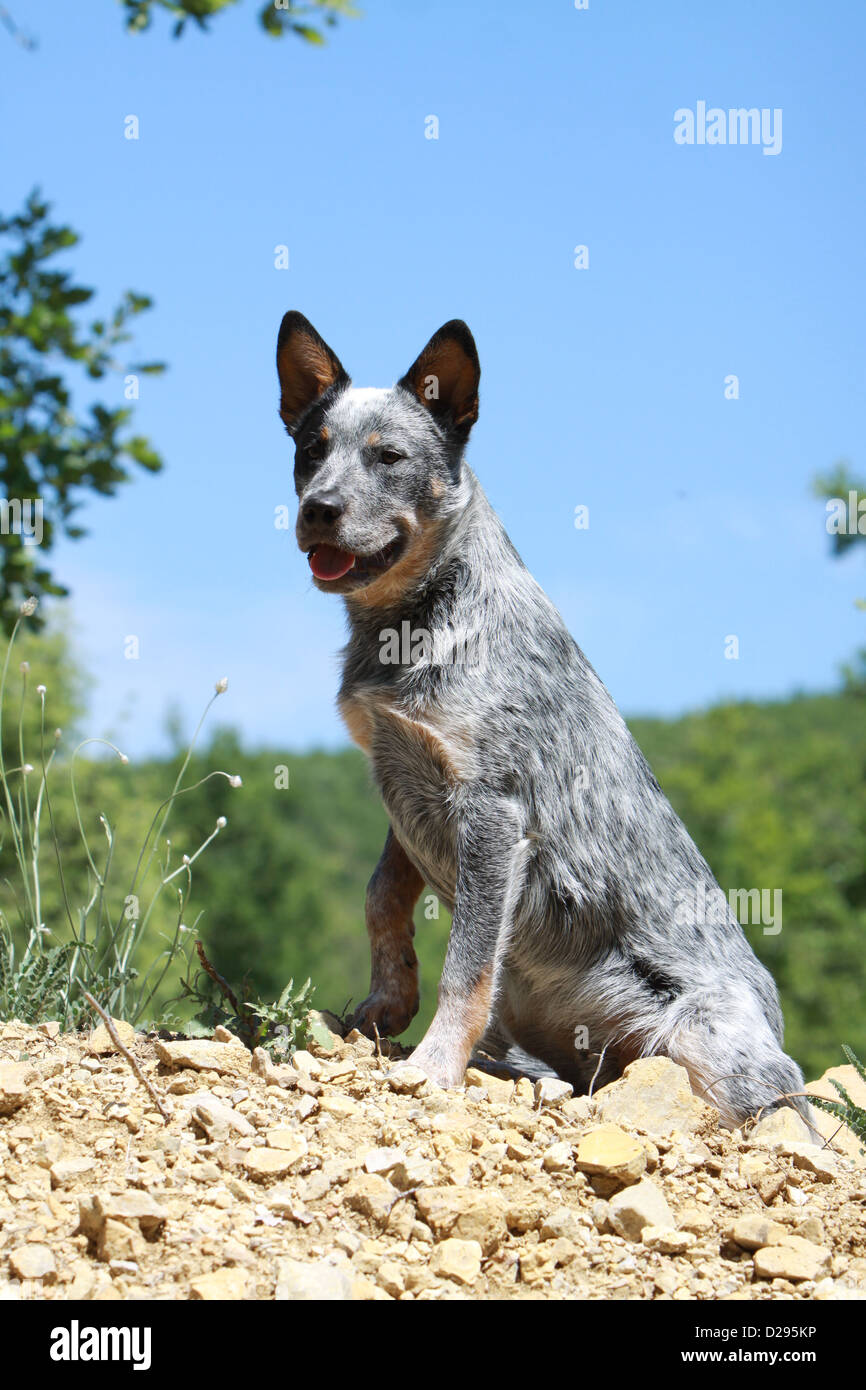 Blue heeler cattle dog australia hi-res stock photography and images ...