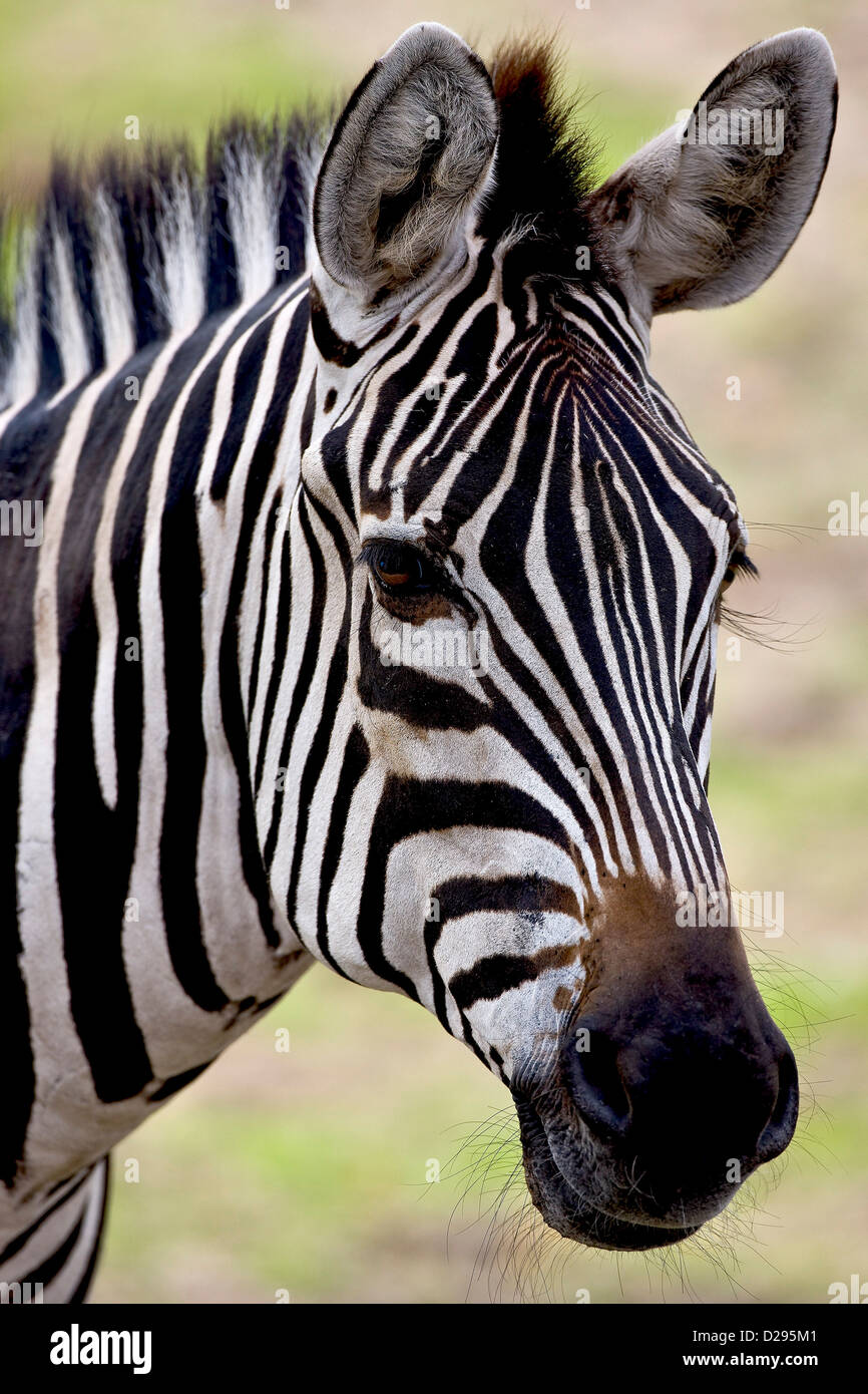 Zebra head not field hi-res stock photography and images - Alamy