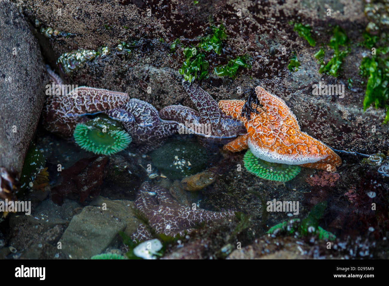 Starfish olympic national park washington hi-res stock photography and ...