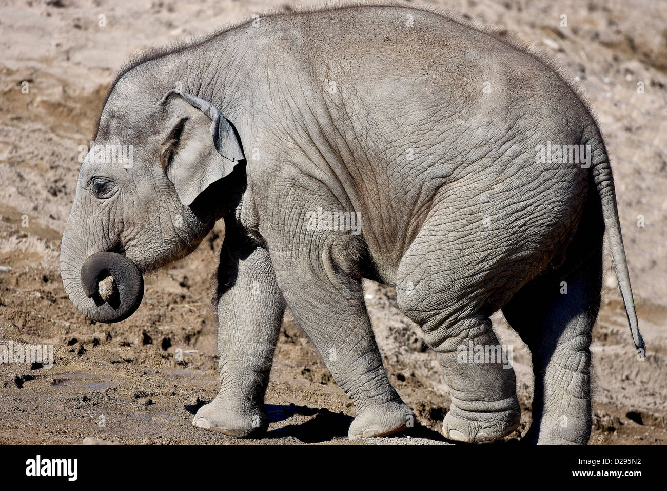 Elephant baby trunk hi-res stock photography and images - Alamy