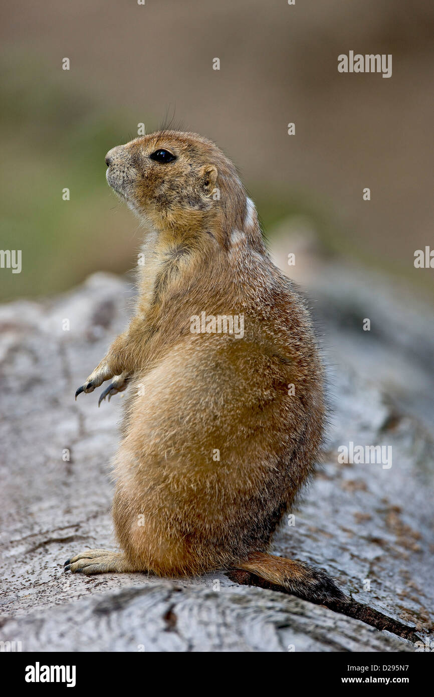 Black tailed Prairie Dog Stock Photo - Alamy
