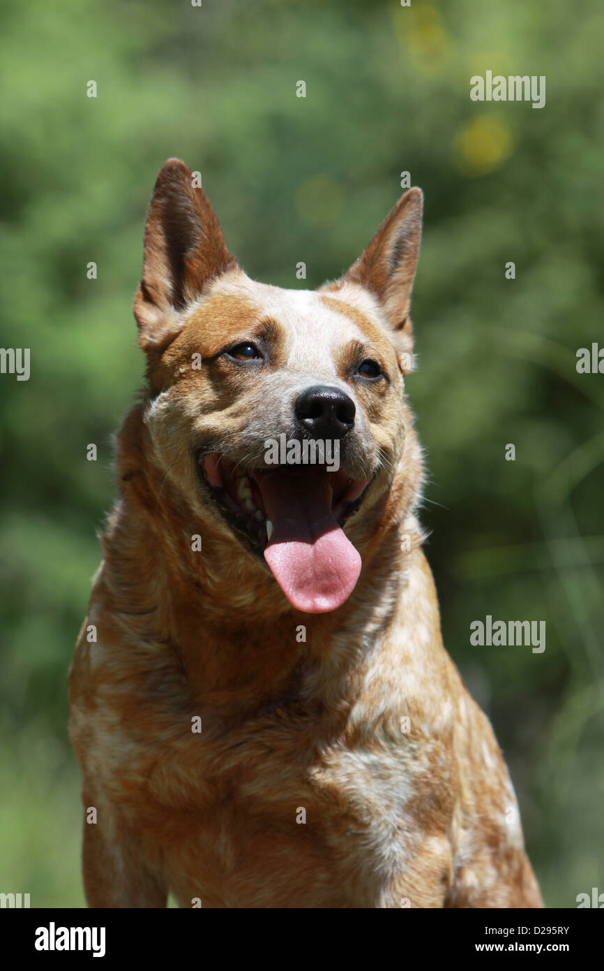 Red cattle dog hi-res stock photography and images - Alamy
