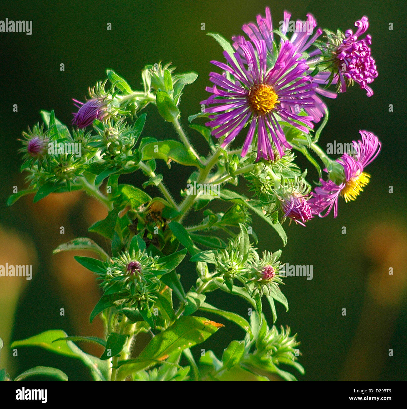 Aster wildflowers hi-res stock photography and images - Alamy