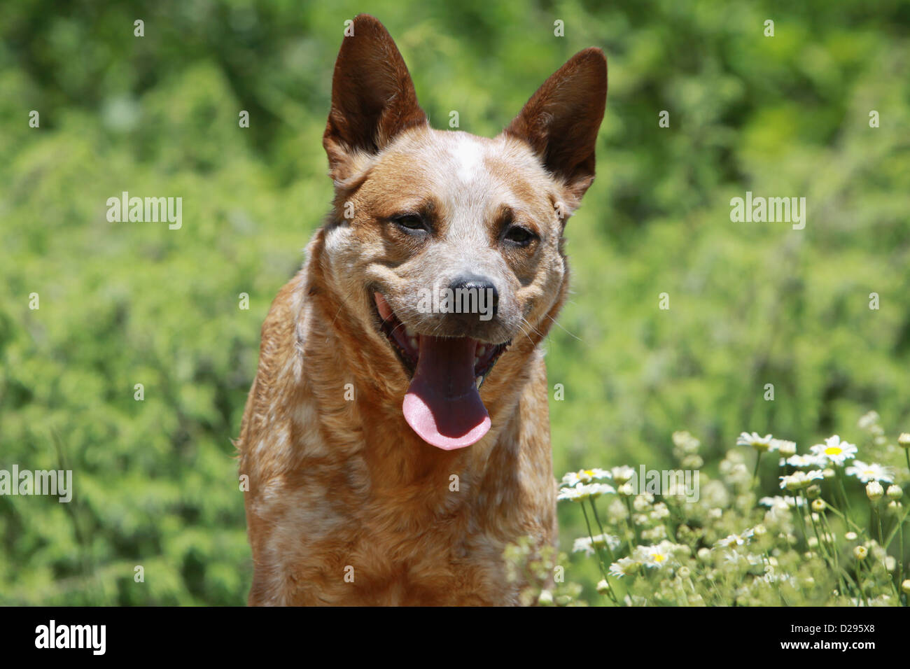 Red australian cattle dog hi-res stock photography and images - Alamy