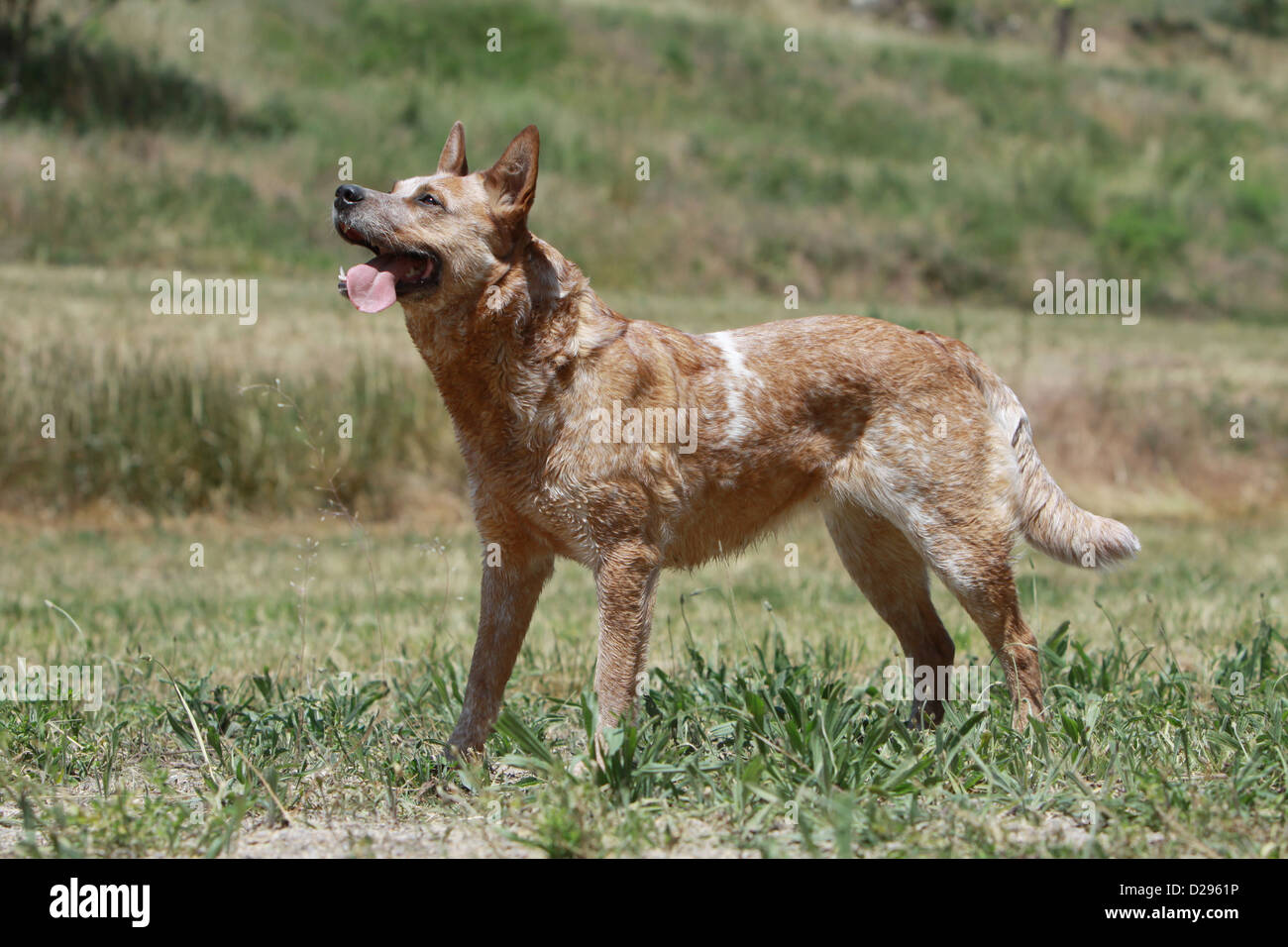 Redstandard hi-res stock photography and images - Alamy