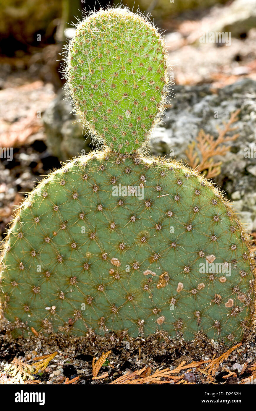 Eastern Prickly Pear cactus Stock Photo - Alamy