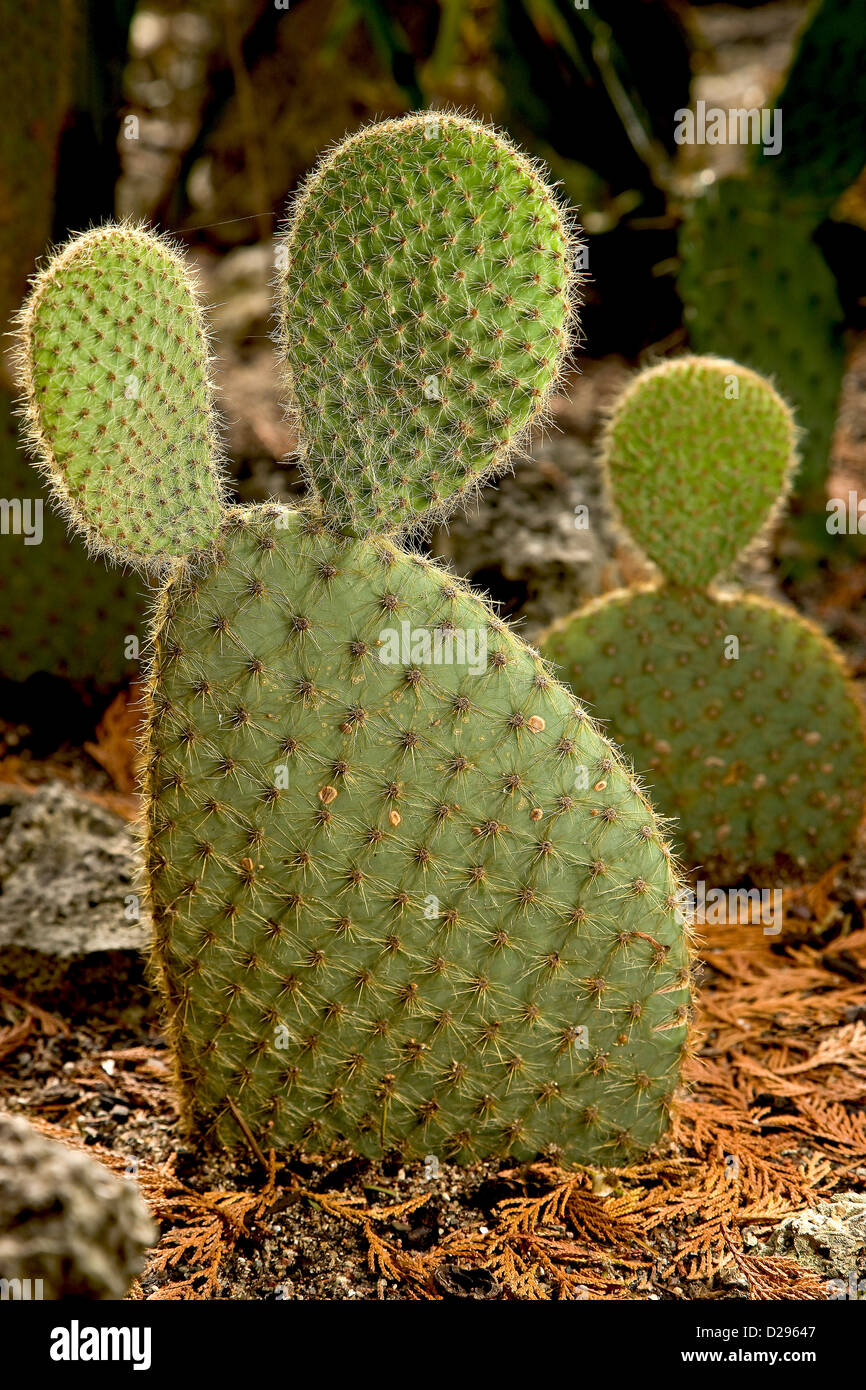 Eastern Prickly Pear cactus Stock Photo - Alamy