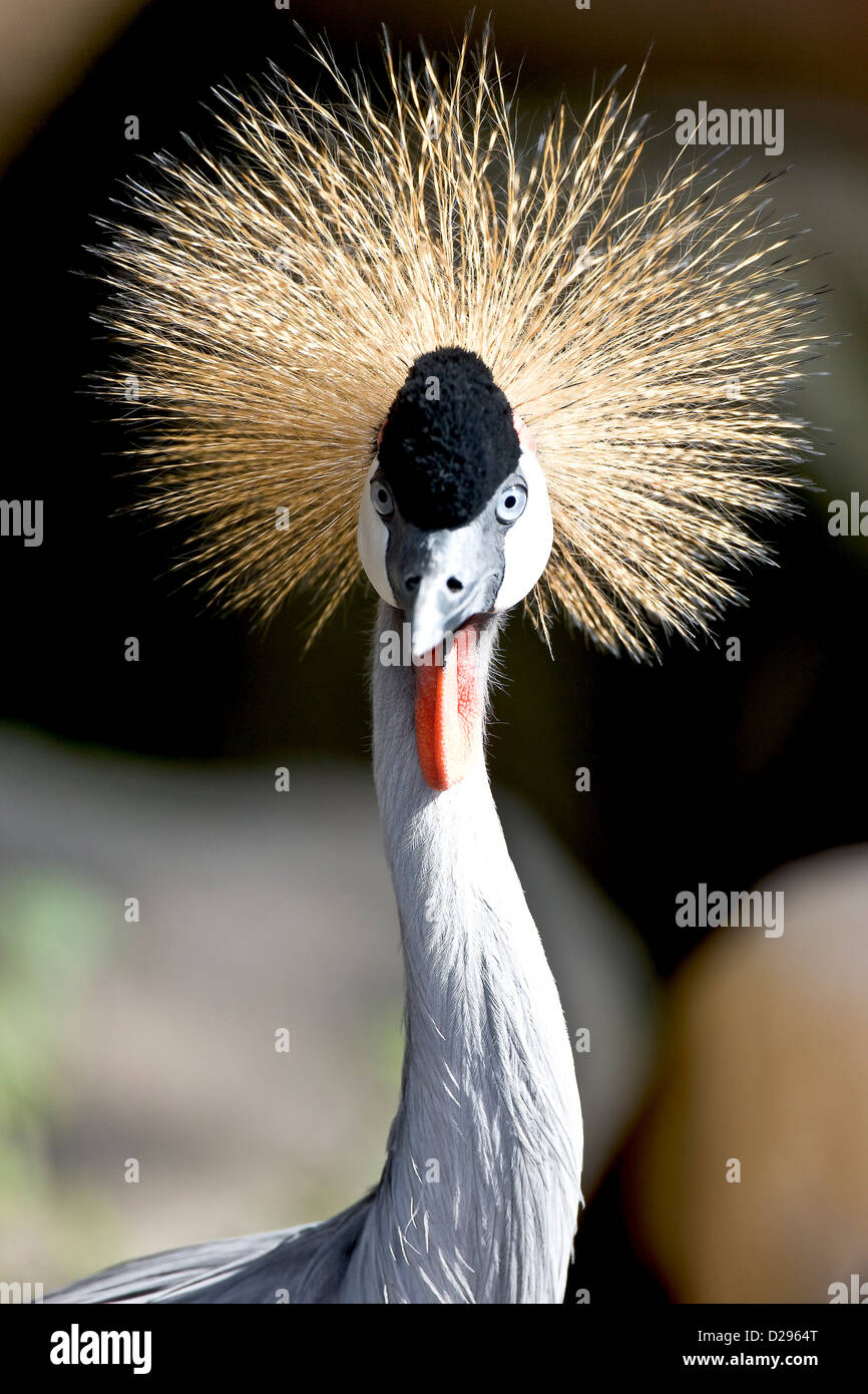 Head crane hi-res stock photography and images - Alamy