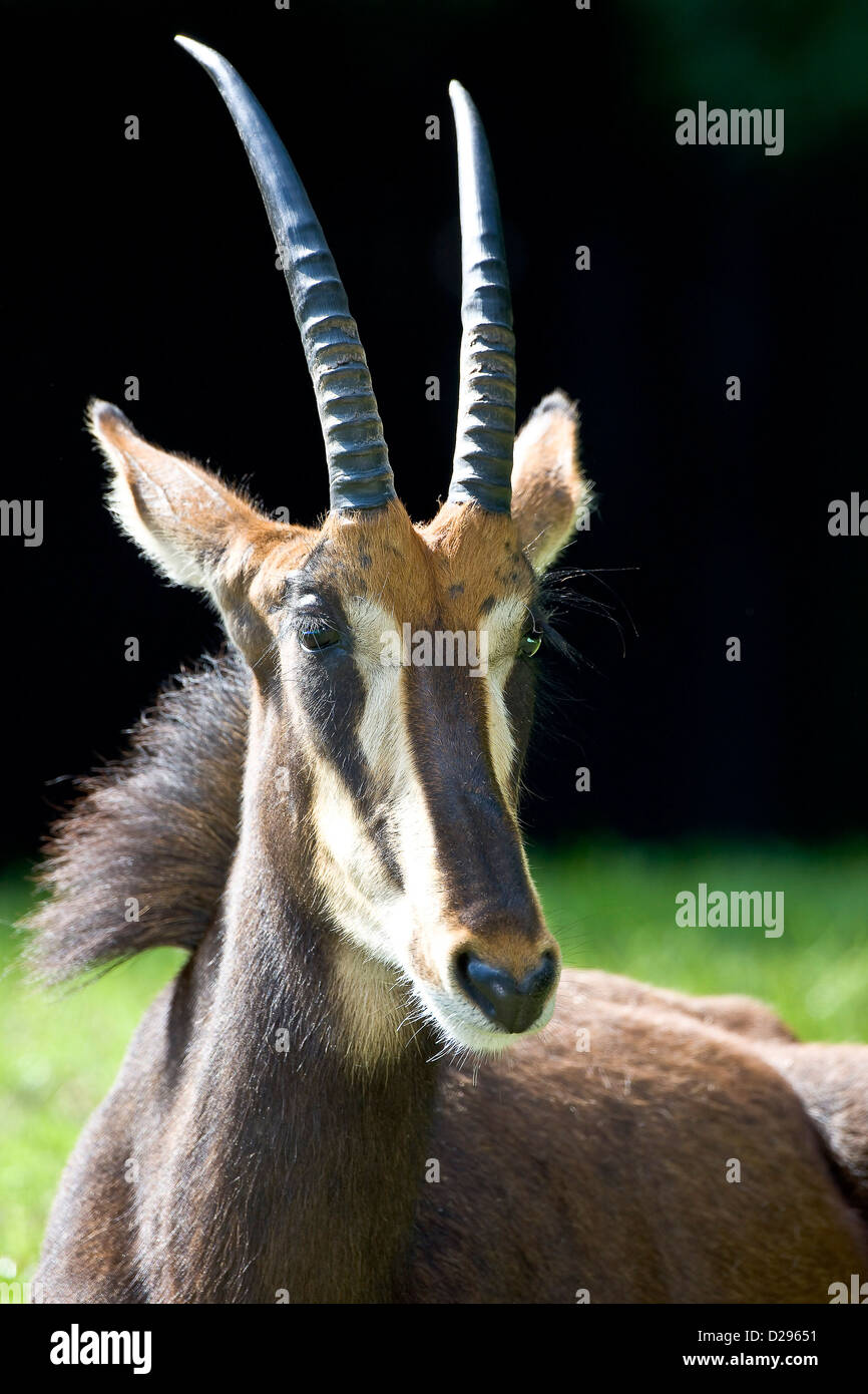 Sable Antelope Head