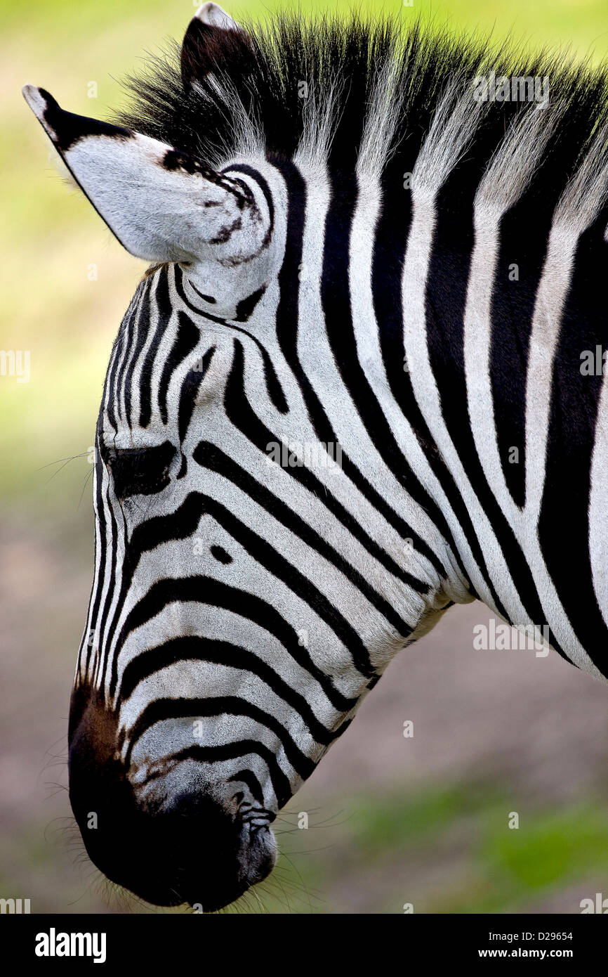 Head shoot of Common zebra Stock Photo - Alamy