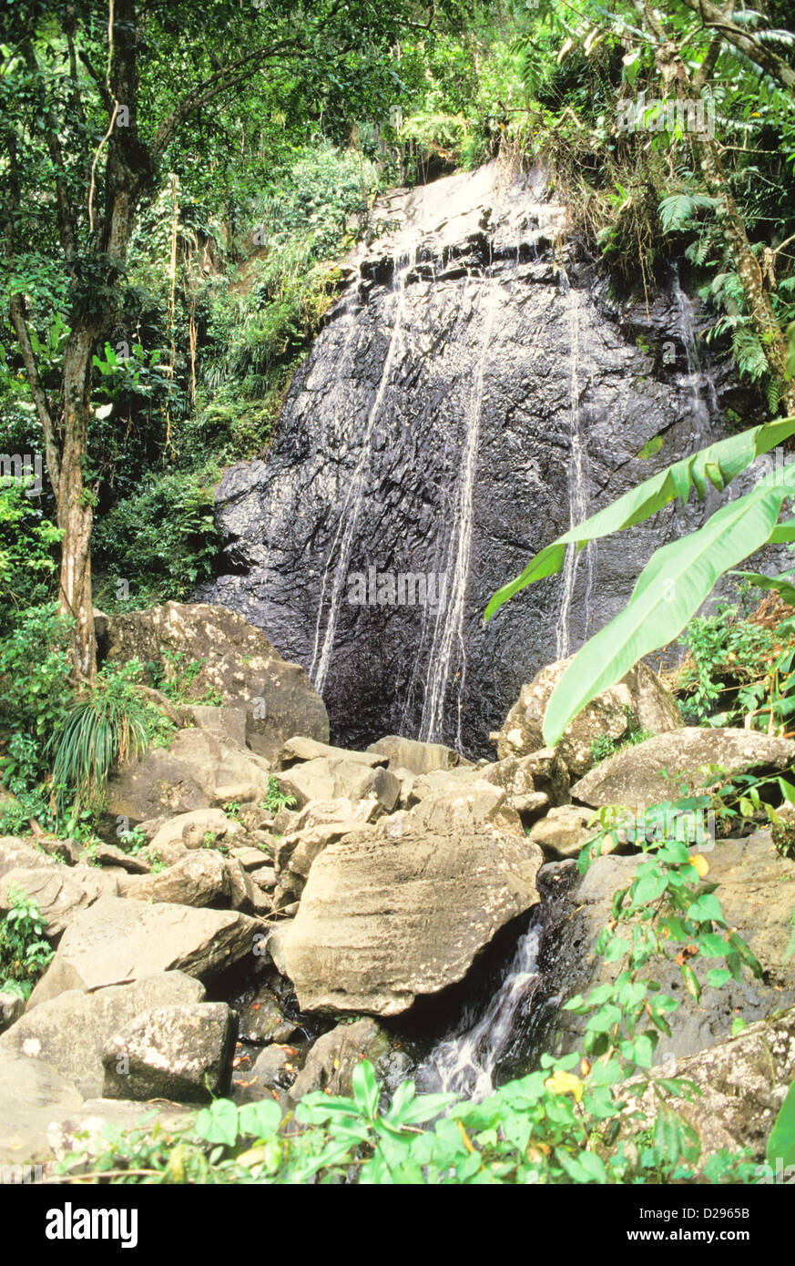 El yunque rain forest hi-res stock photography and images - Alamy