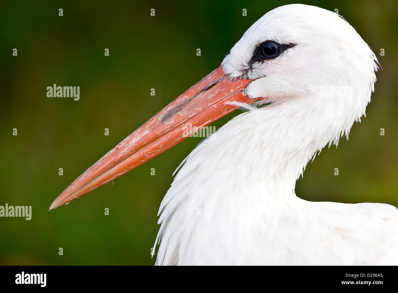 White Stork close-up of head and ne Stock Photo - Alamy